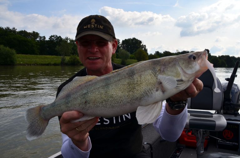 Wolgazander (Sander volgensis) 2016 - Rekordfische – größte Fische ...